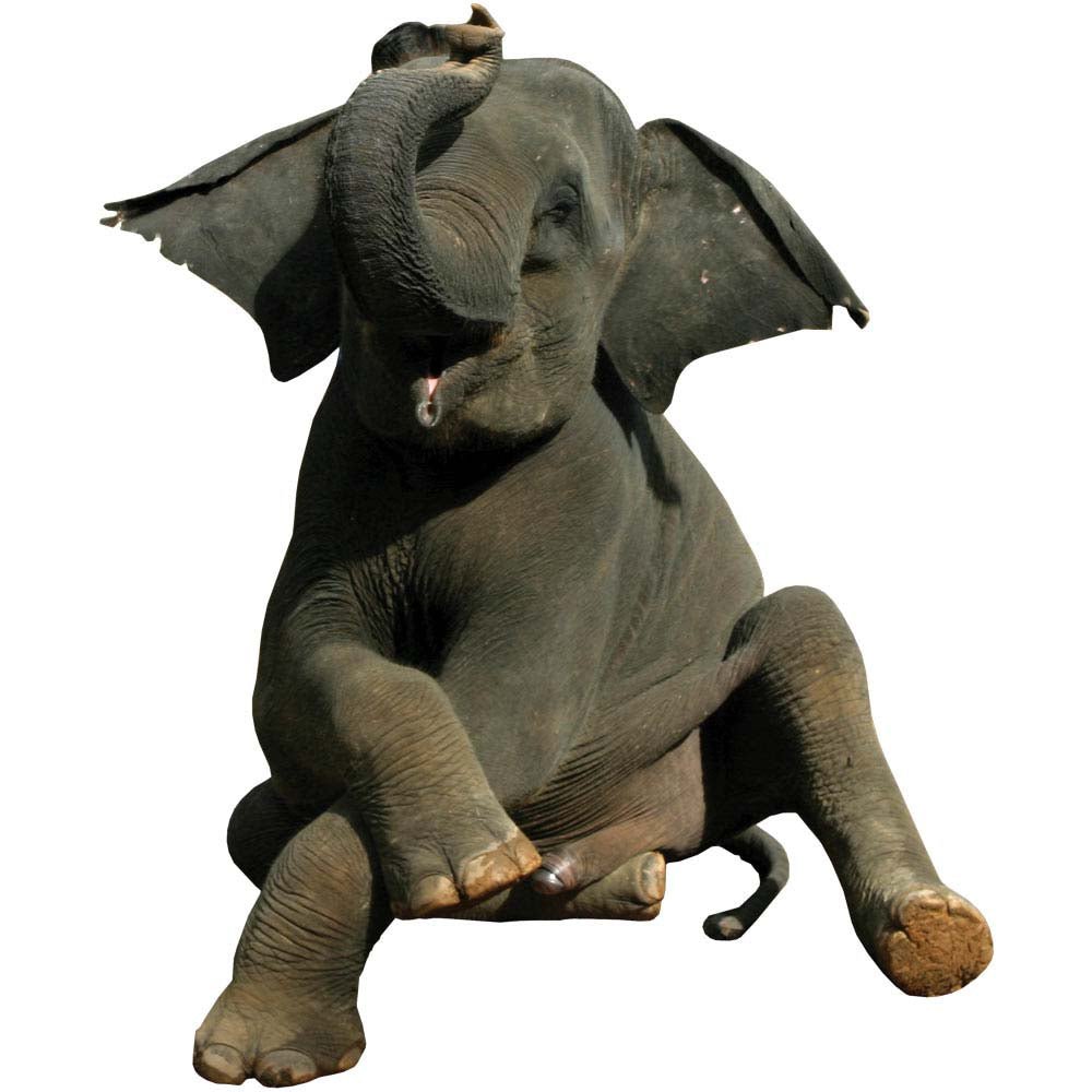 Sitting Baby Elephant Wall Decal | Wallhogs