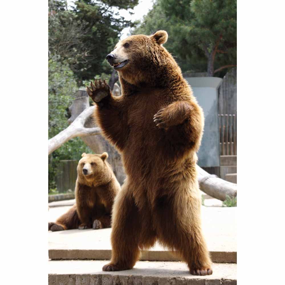 Standing Bear Gloss Poster | Wallhogs