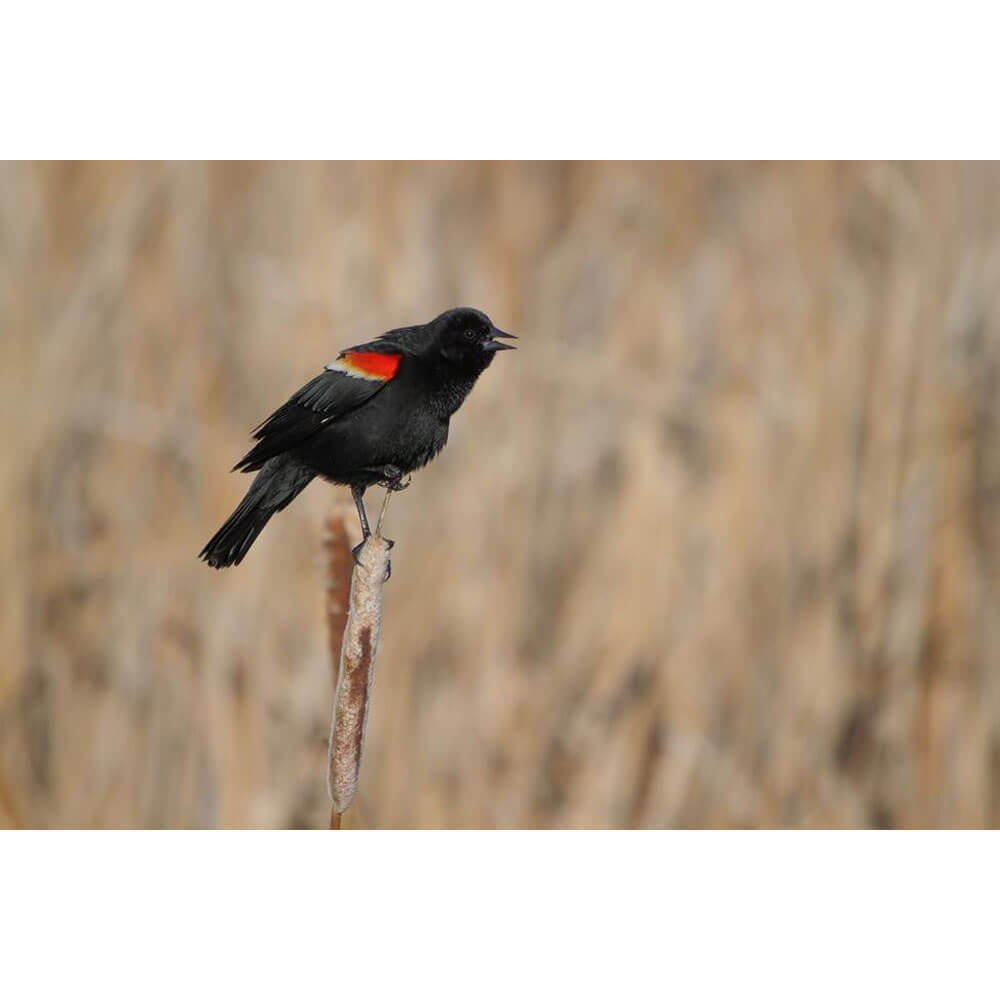 Steve Boer "Red Winged Blackbird" Wall Decal | Wallhogs
