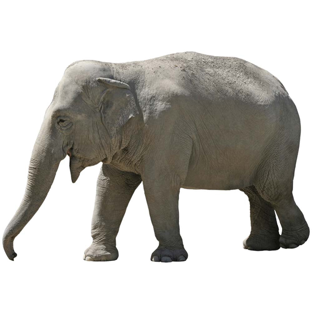 Lumbering Elephant Wall Decal | Wallhogs
