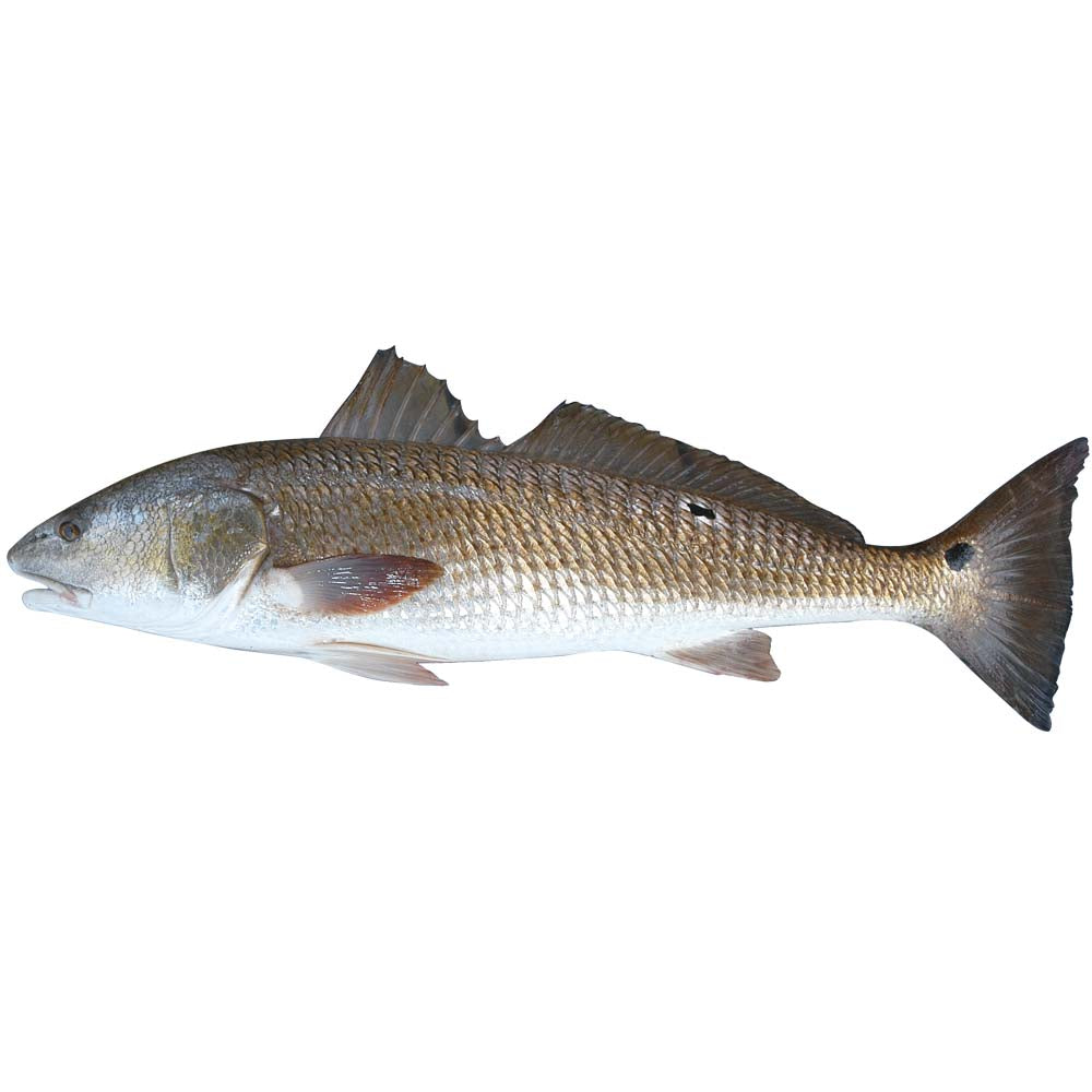 Red Drum Fish Wall Decal | Wallhogs