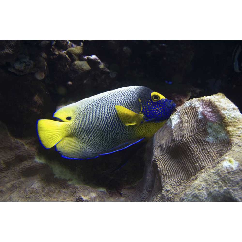 Reef Angel Fish Wall Decal | Wallhogs